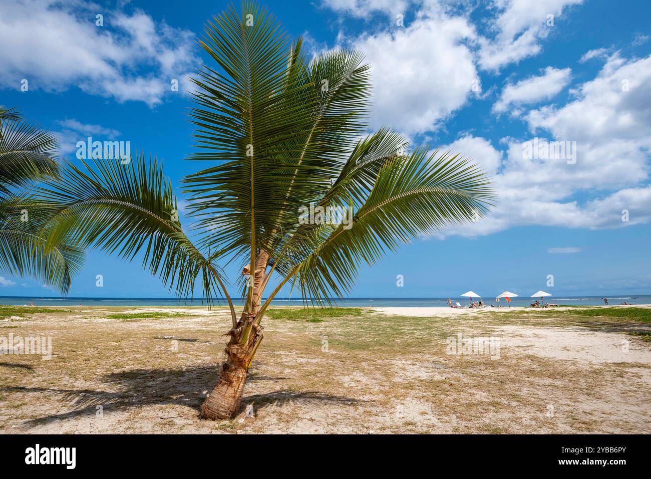 Kokospalme oder Kokosnußpalme Cocos nucifera, Flic en Flac Beach, Strand, indischer Ozean, Insel ...