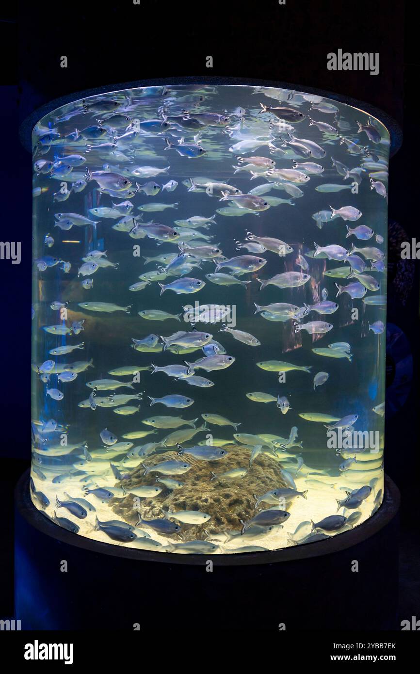 Ausstellungsraum, Aquarium, Odysseo Oceanarium Mauritius, Schauaquarium ...