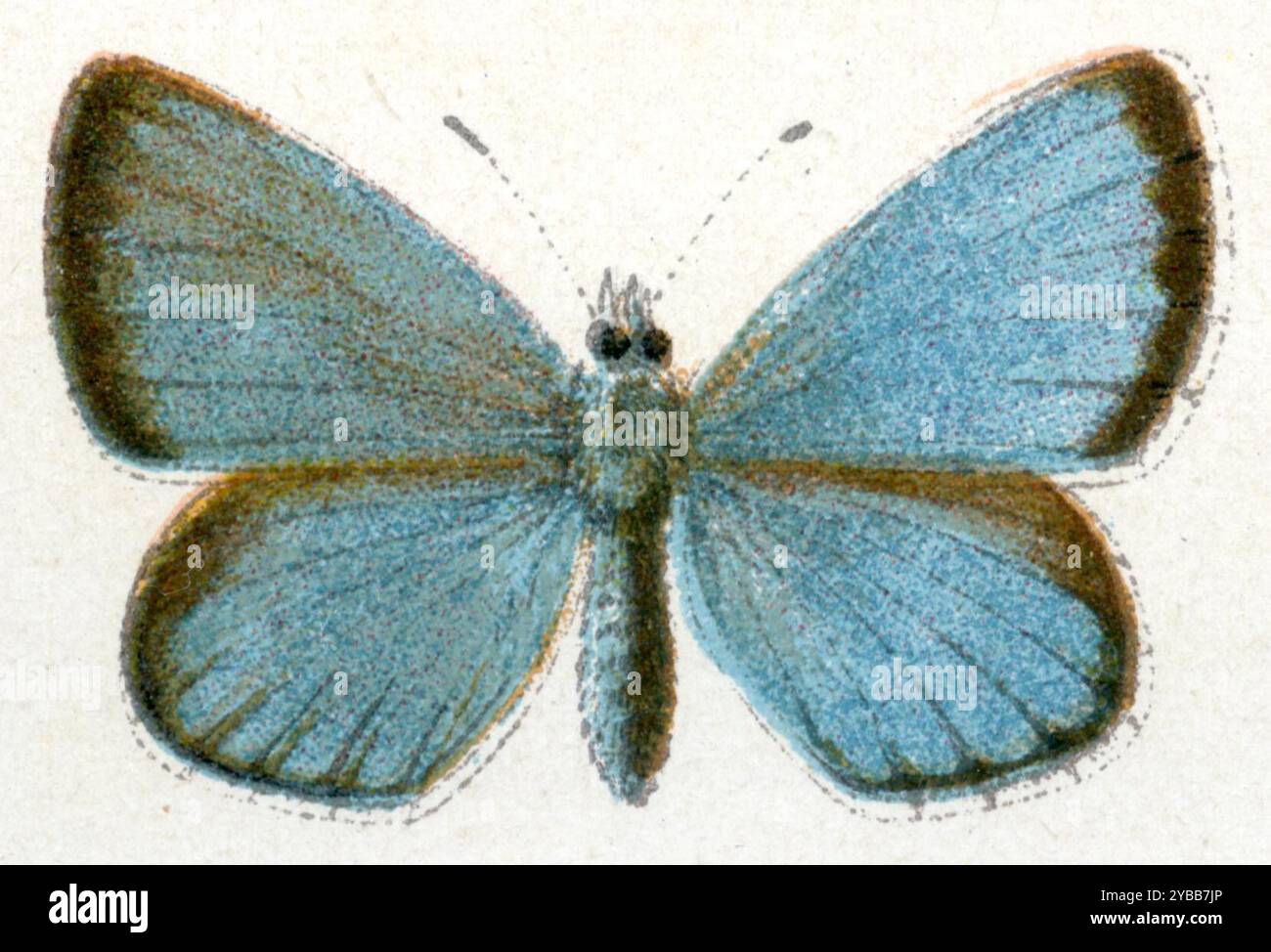 Green-underside Blue, male Glaucopsyche alexis, (, ), Alexis-Bläuling ...