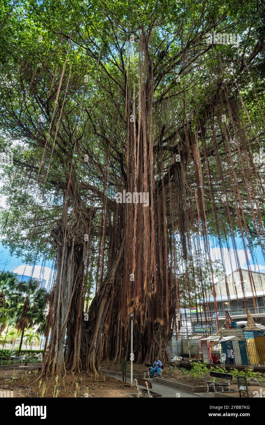 Indischer banyan ficus benghalensis hi-res stock photography and images ...