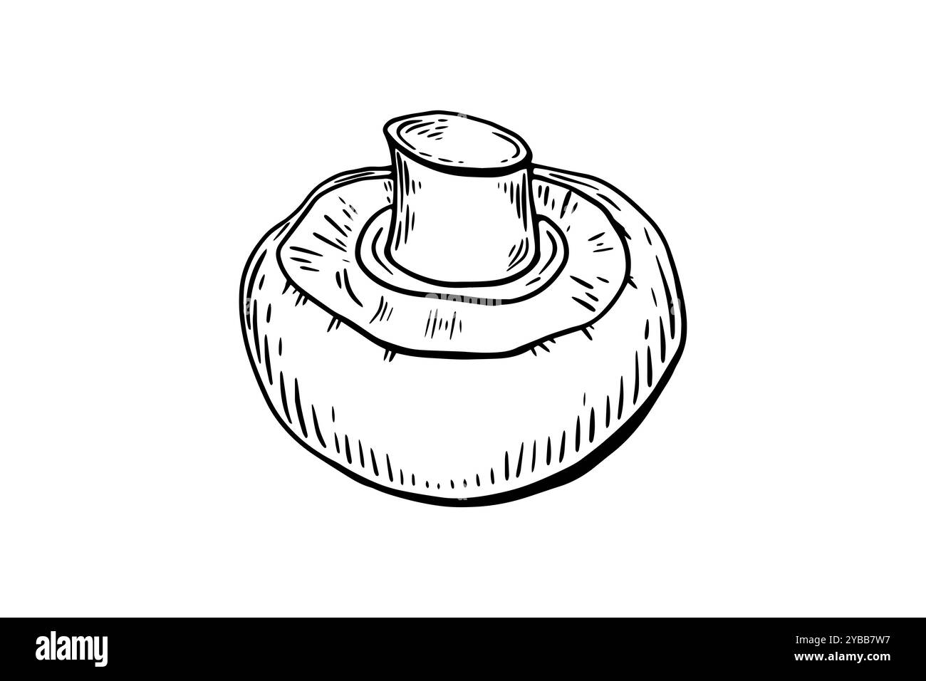 Sketchbook champignon mushroom, engraving. Black and white line drawing ...