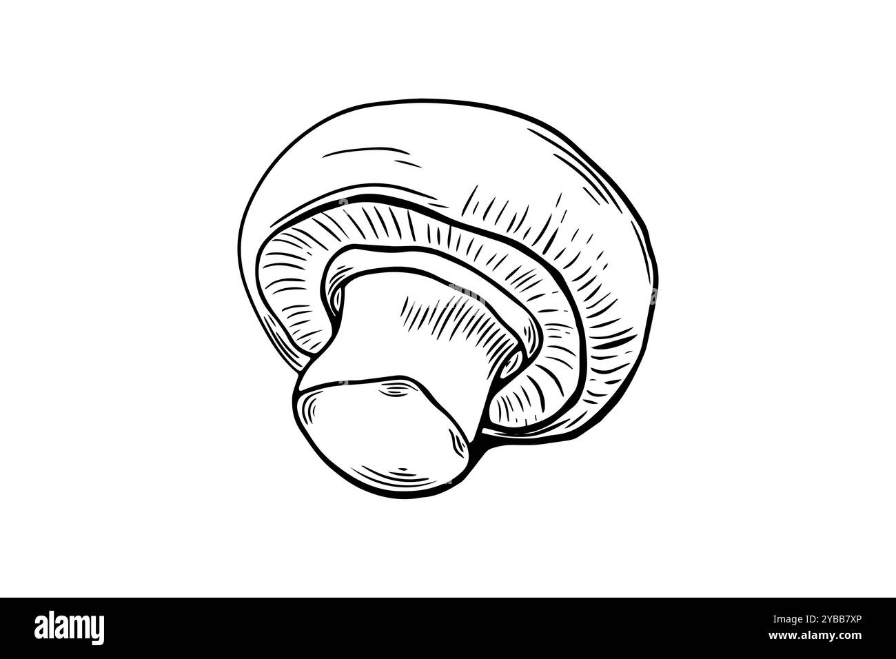 Sketchbook champignon mushroom, engraving. Black and white line drawing ...