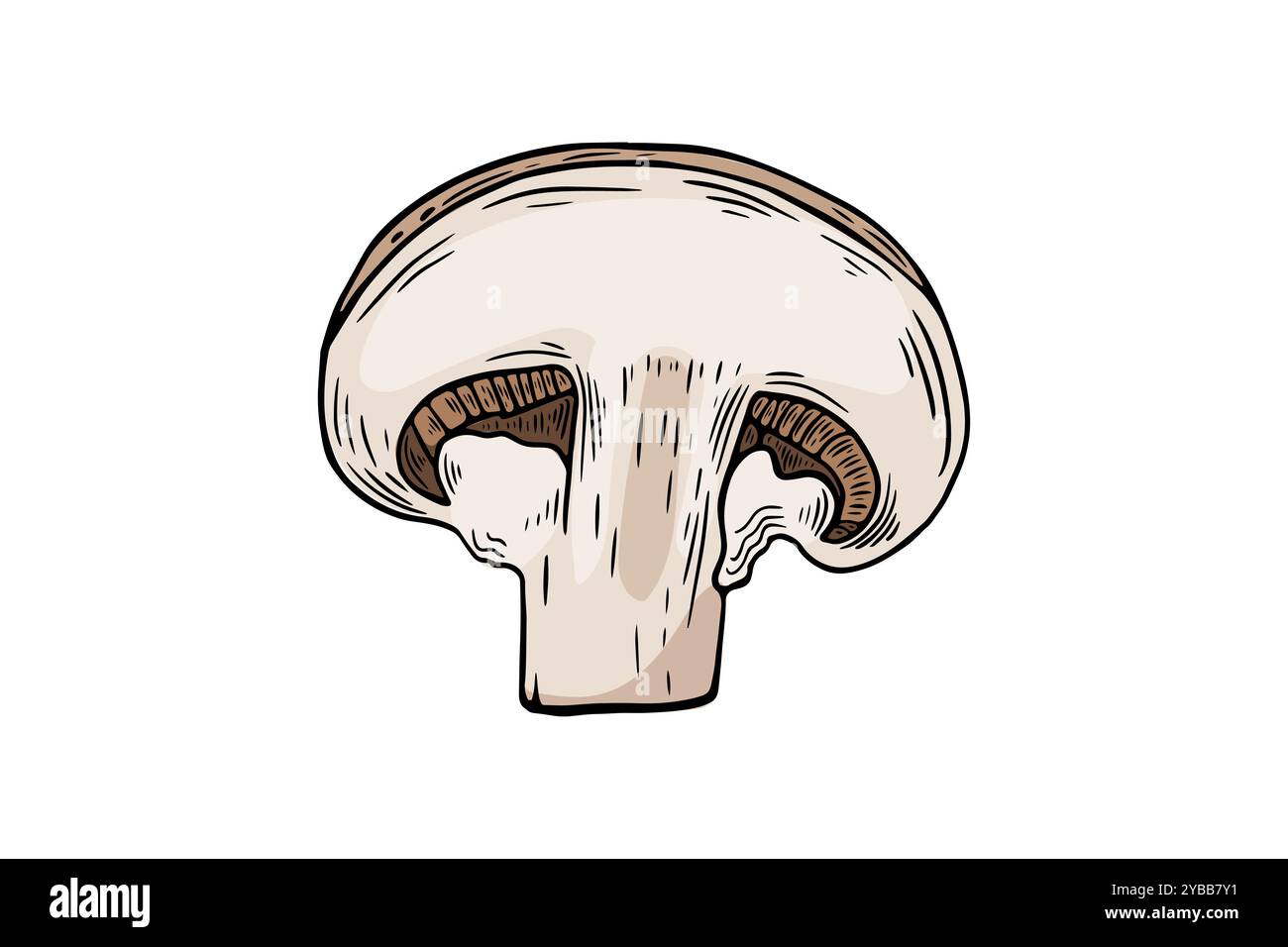 Sketchbook champignon mushroom slice, color, etching. black and white ...