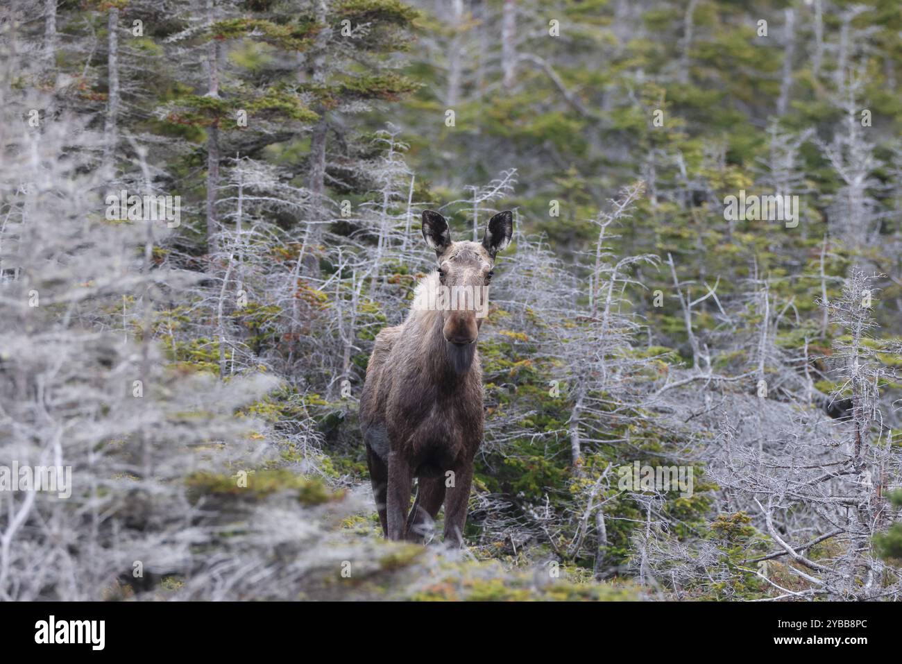 moose in the forest Newfoundland and Labrador NL, Canada Stock Photo ...