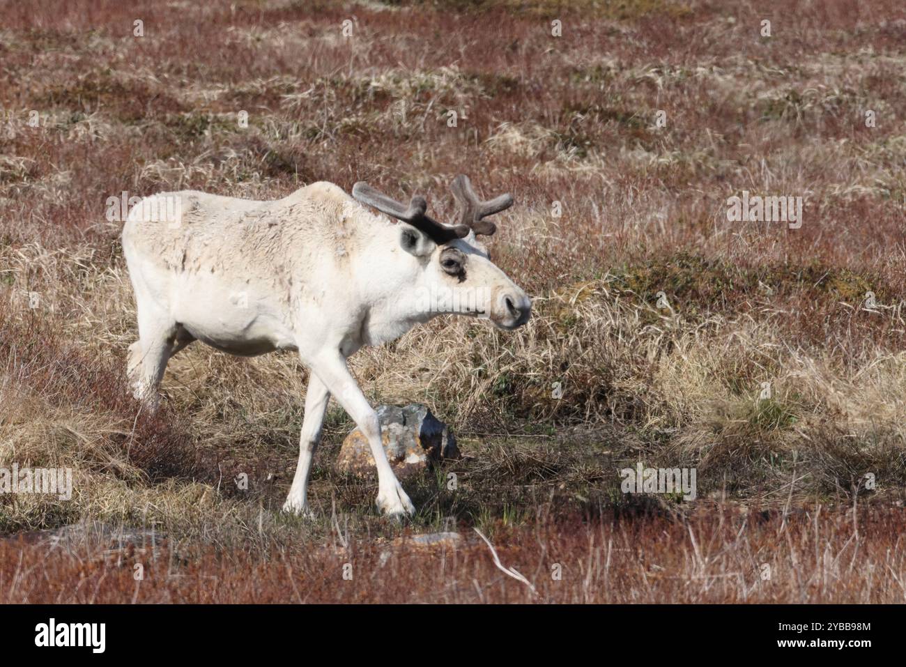 Canadian woodland caribou Newfoundland Canada Stock Photo - Alamy