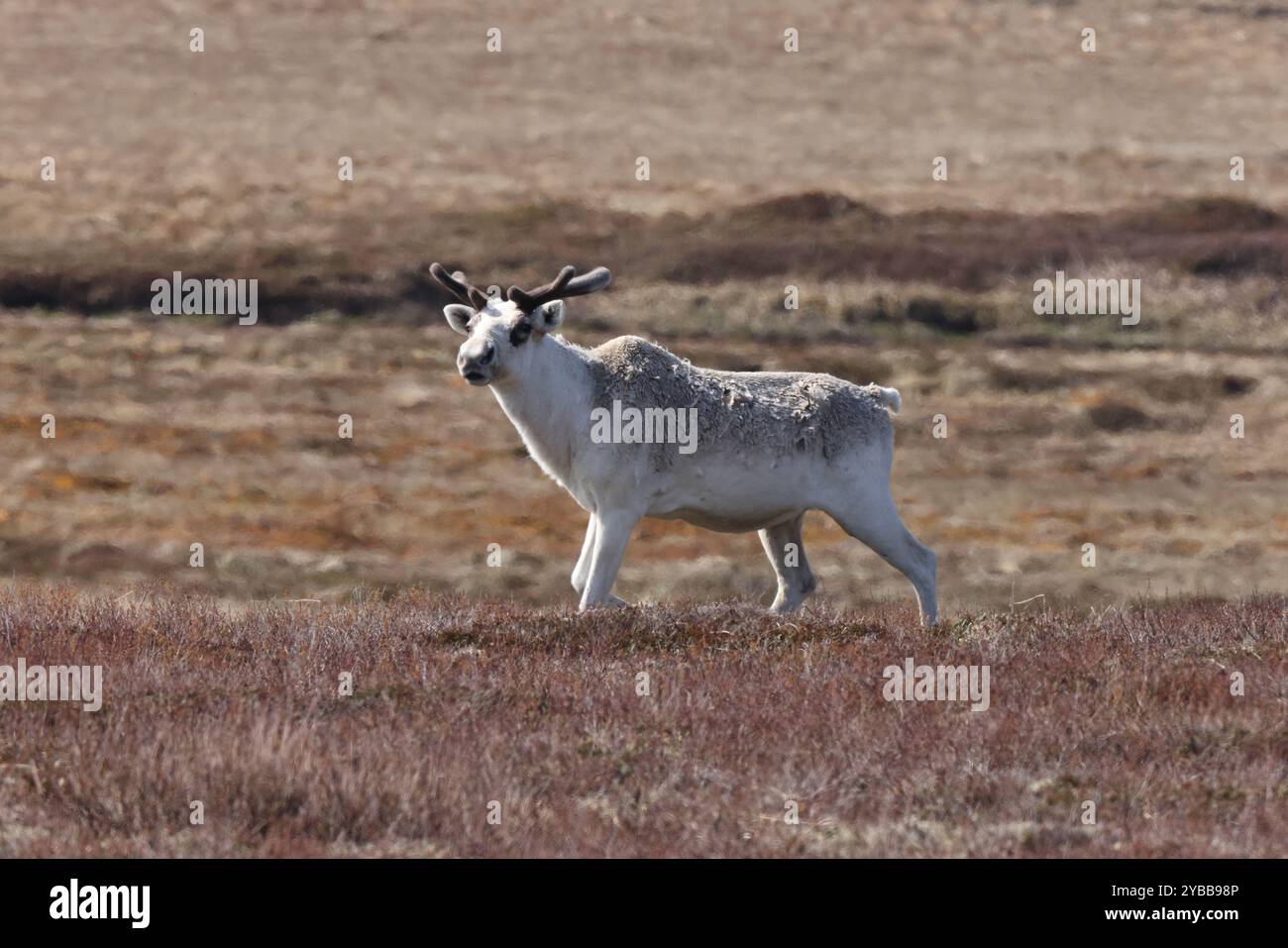 Canadian woodland caribou Newfoundland Canada Stock Photo - Alamy