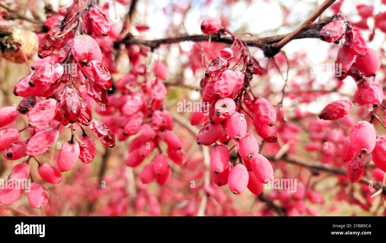 Fresh Berberis Berries During Autumn Stock Photo - Alamy