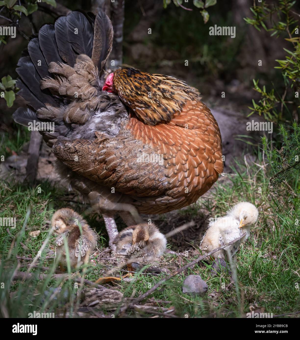 Fluffy chicks and mother hen preening under the trees. Haruru Falls ...