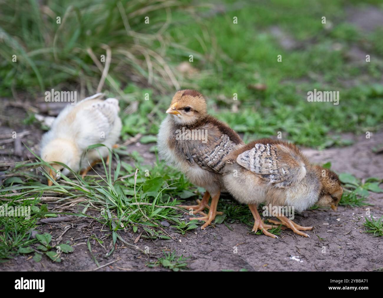 Three fluffy chicks on the grass field. Bay of Islands Stock Photo - Alamy