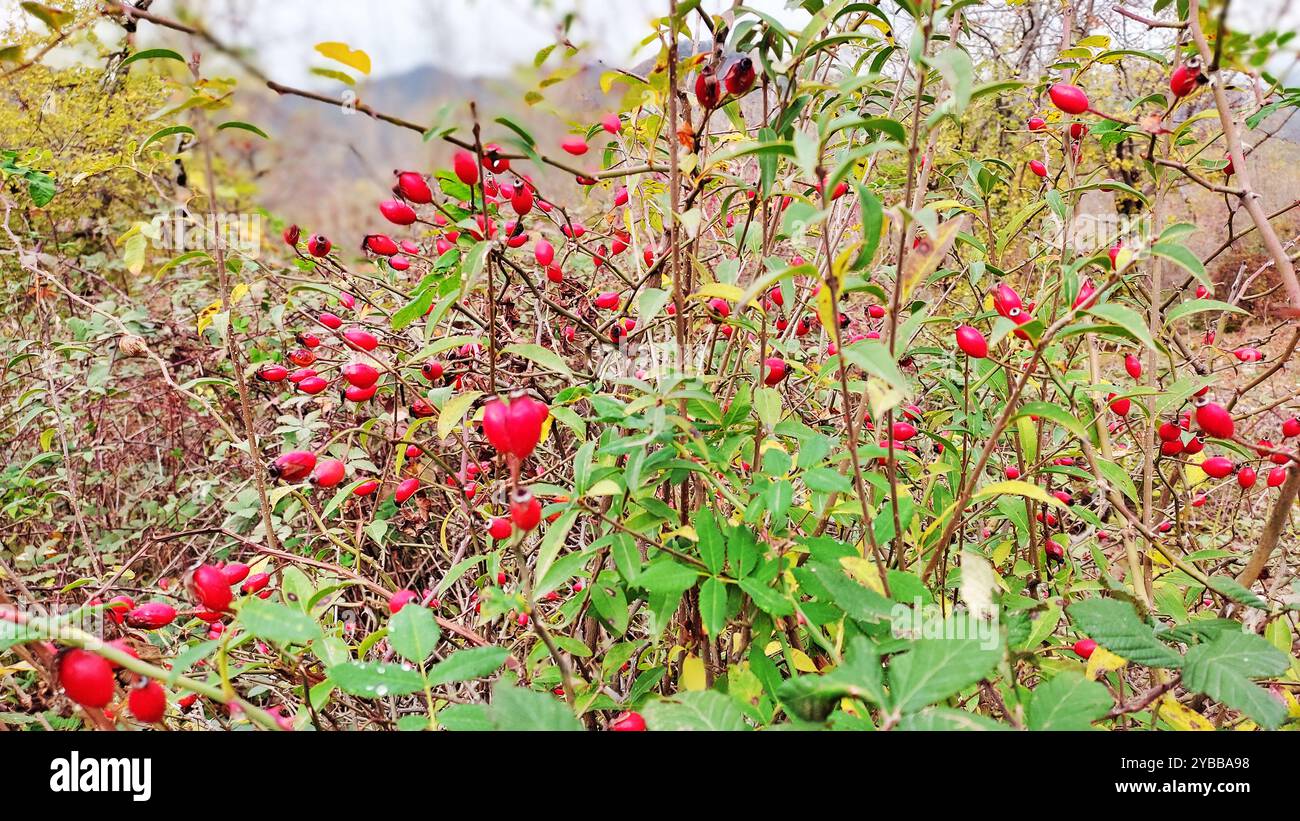 Rose hip briar shrub hi-res stock photography and images - Alamy