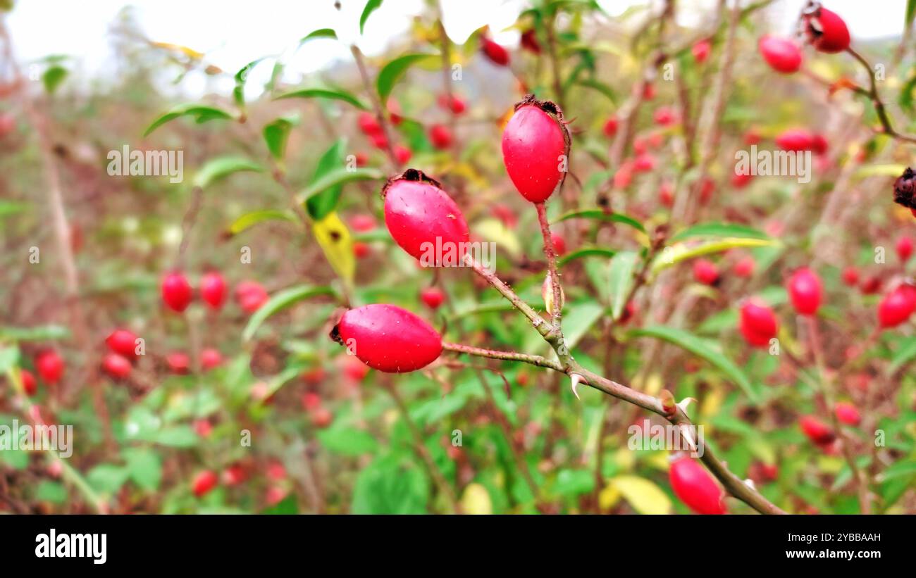 Rose hip briar shrub hi-res stock photography and images - Alamy