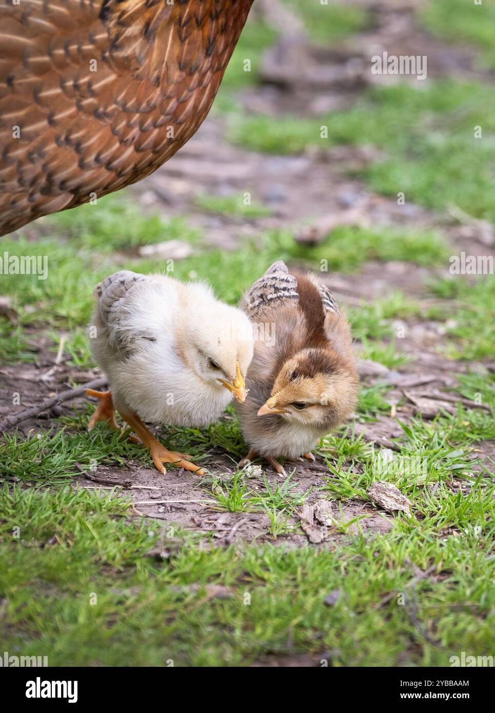 Two fluffy chicks playing under mother hen on the grass field. Chicken ...