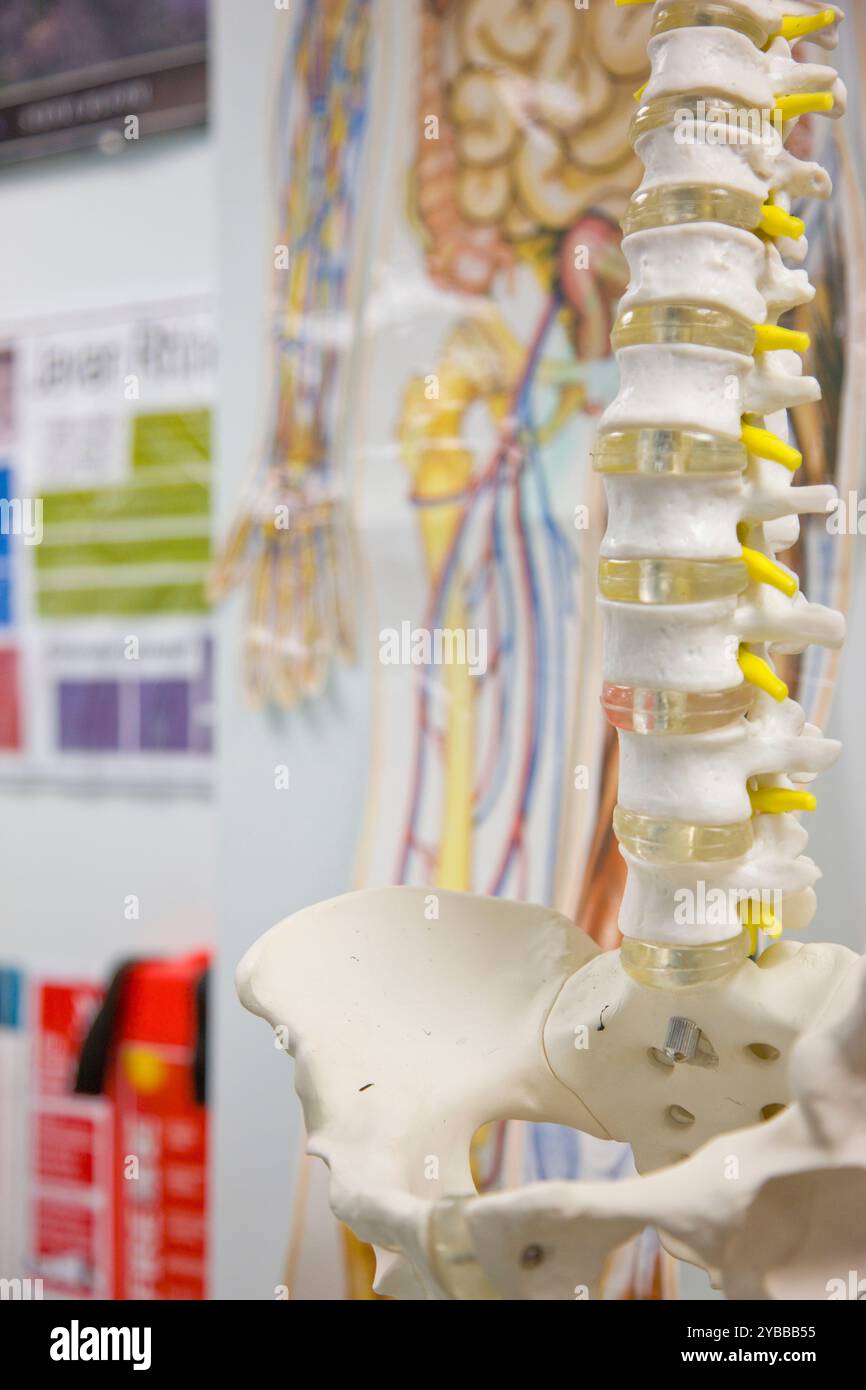 Close up of an anatomical model of the spinal column and pelvis in a ...