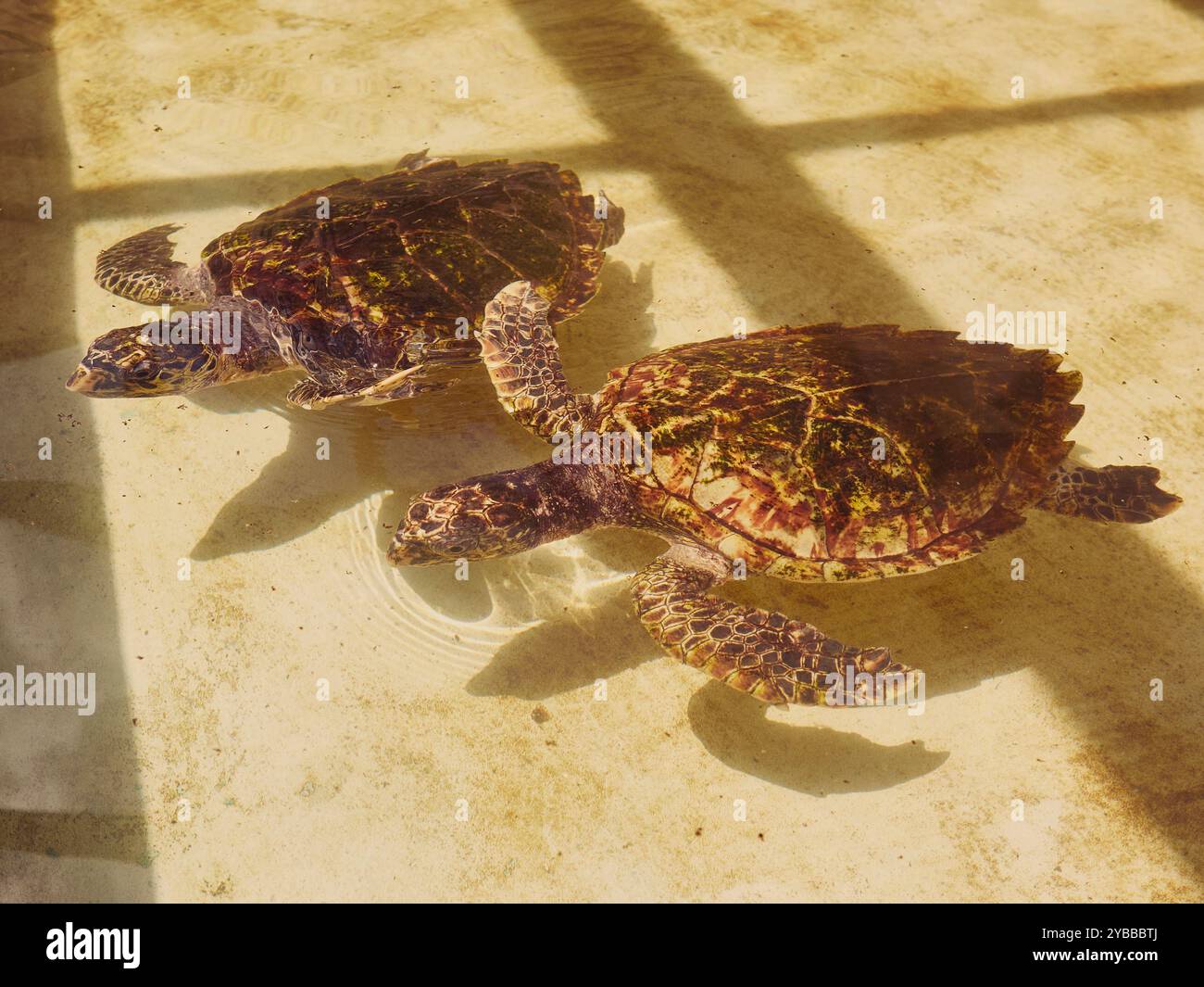 Sea turtles floating in sunny water, Kingstown, Saint Vincent and the ...
