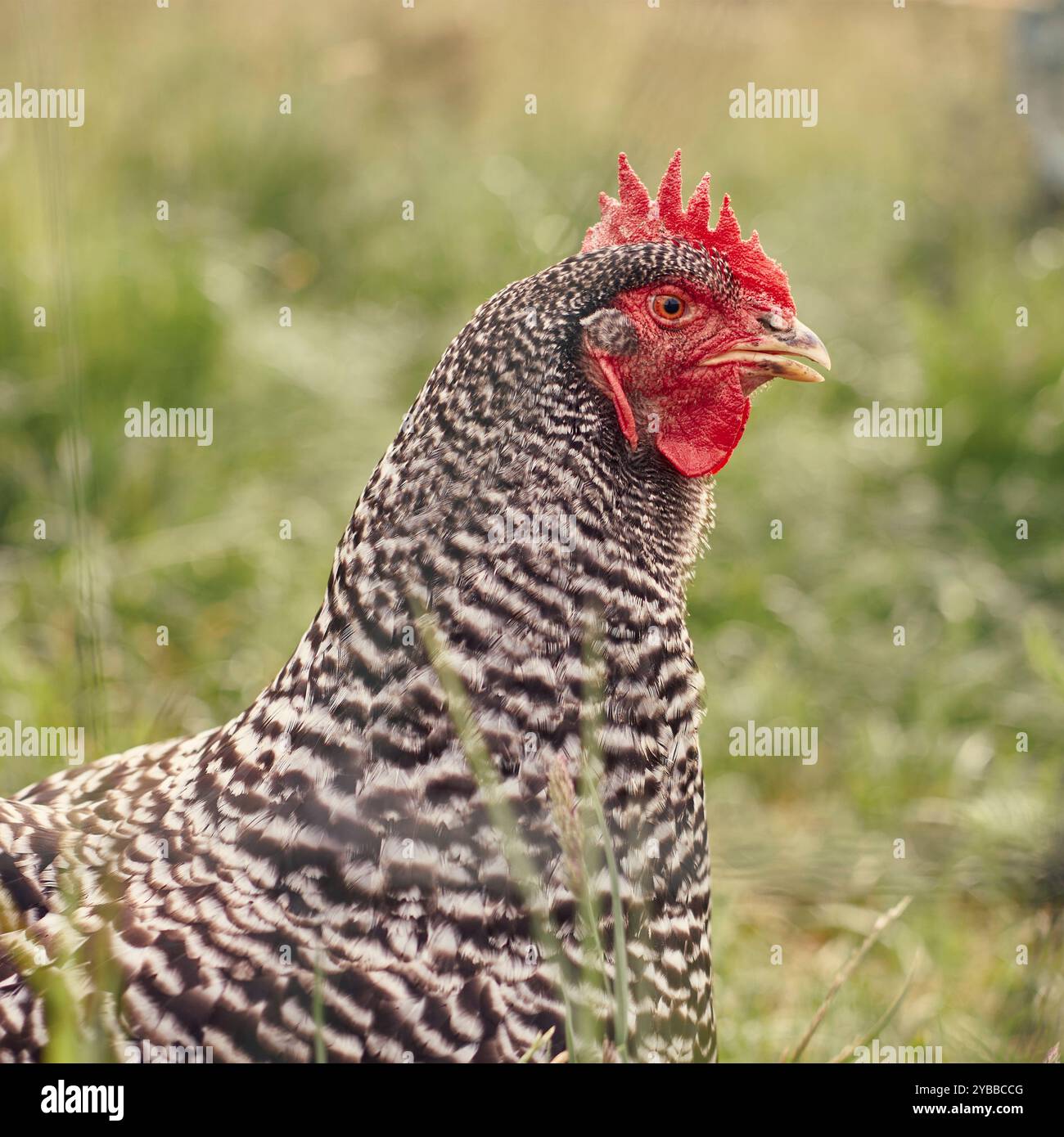 Profile portrait Amrock chicken in grass Stock Photo - Alamy