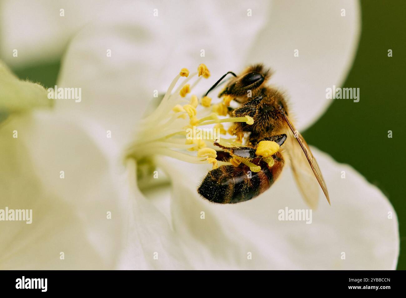 Close up bumble bee pollinating white flower Stock Photo - Alamy