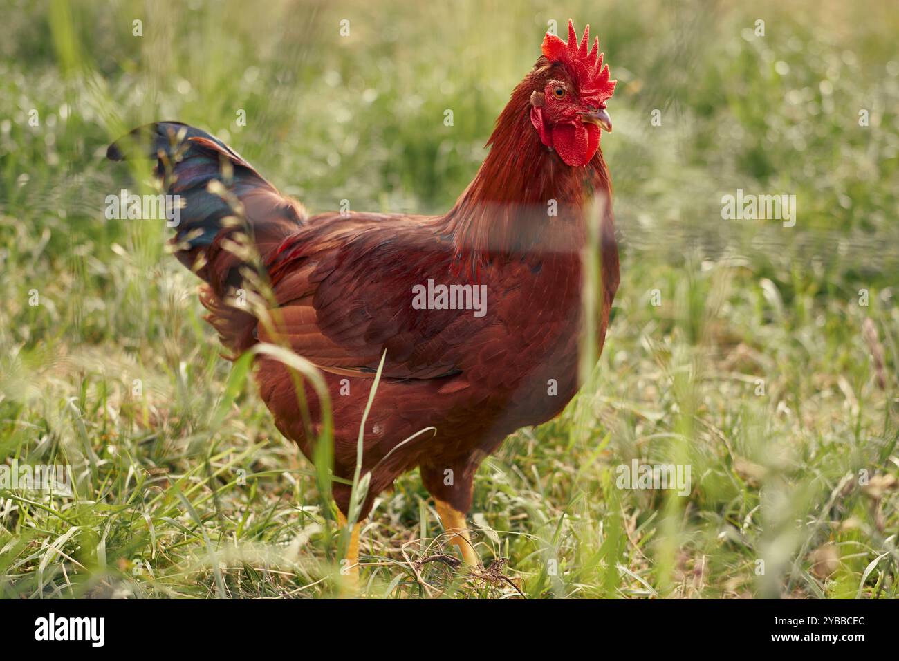Side view of chicken hi-res stock photography and images - Alamy