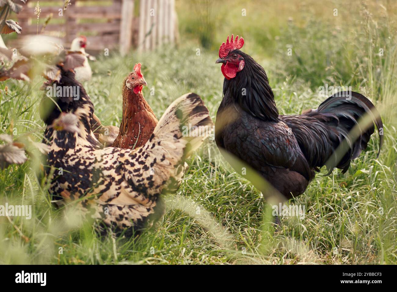 Australorp chicken hi-res stock photography and images - Alamy
