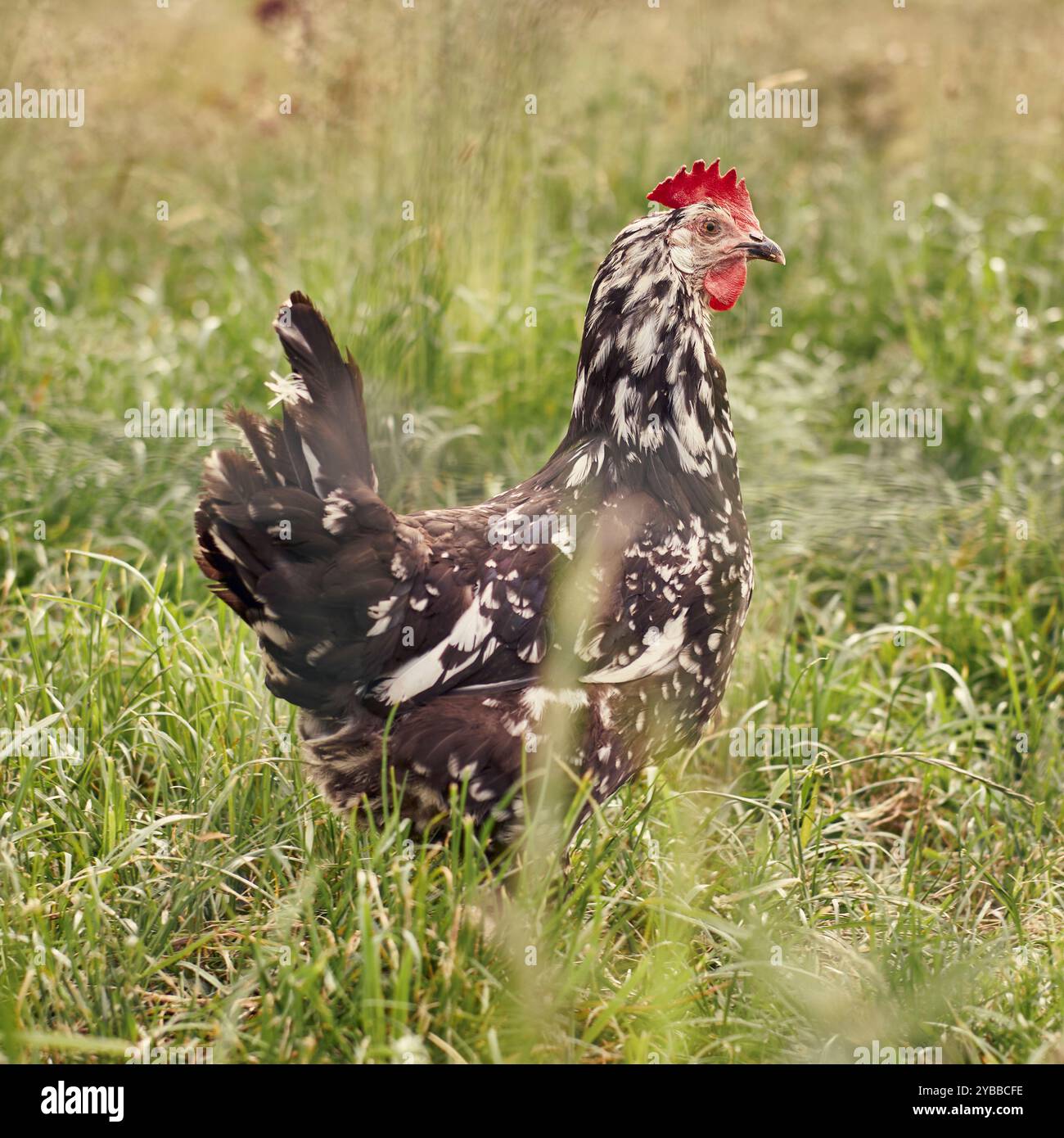 Side view Ancona chicken in grass Stock Photo - Alamy