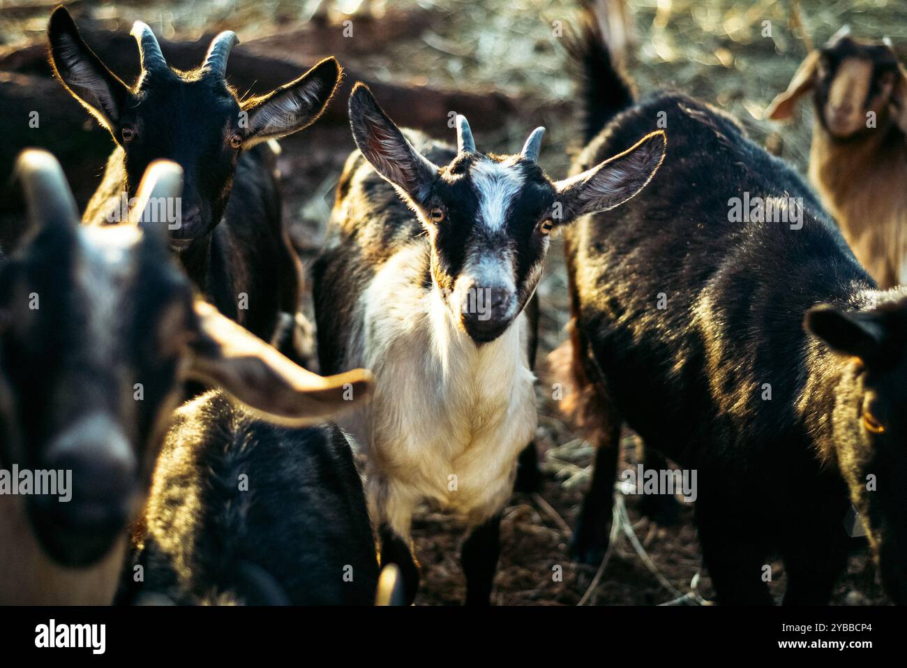 Photography of a small herd of pet goats on a hobby farm Stock Photo ...