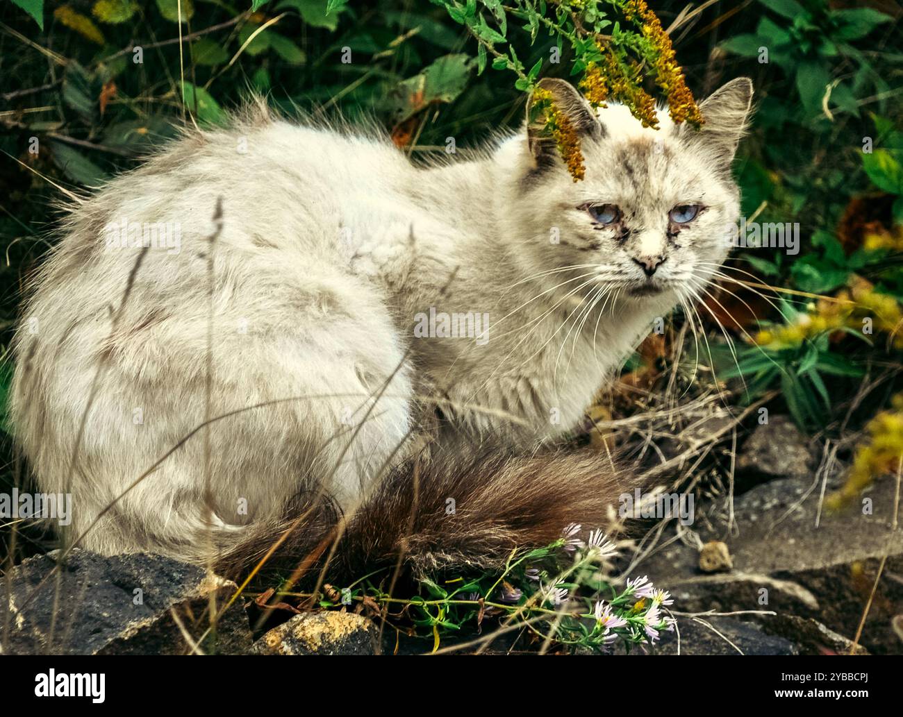 Photography of a stray feral homeless wild kitty cat with sad blue eyes ...