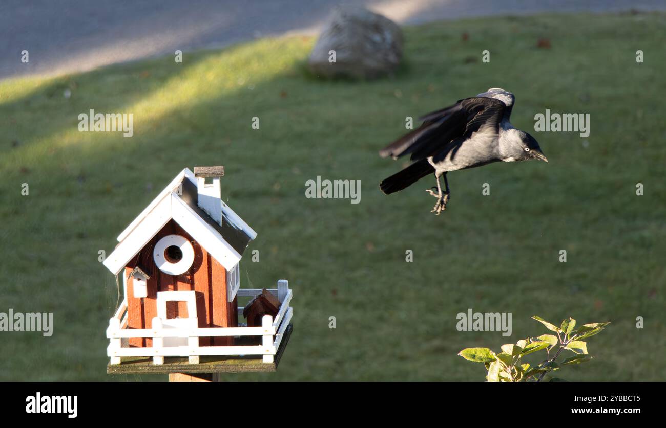 Western jackdaw (crow) in flight right after takeoff from a birdhouse ...
