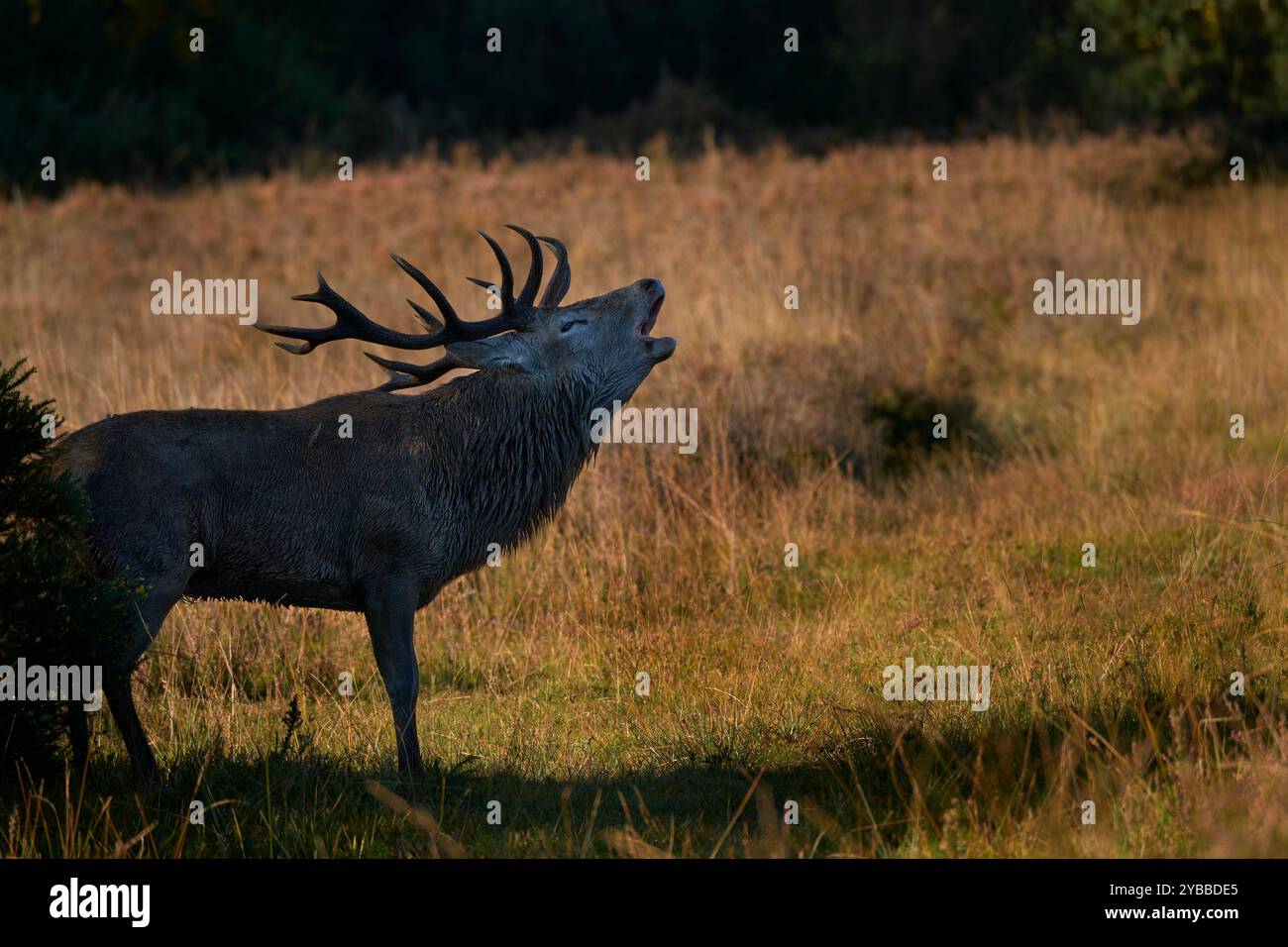 Red Stag rutting season Stock Photo - Alamy