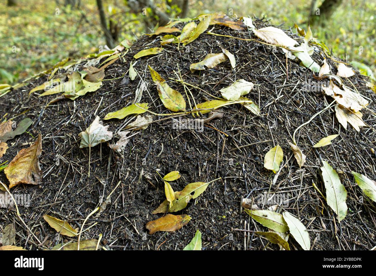 An ant hill in a forest, covered with fallen autumn leaves, blending ...