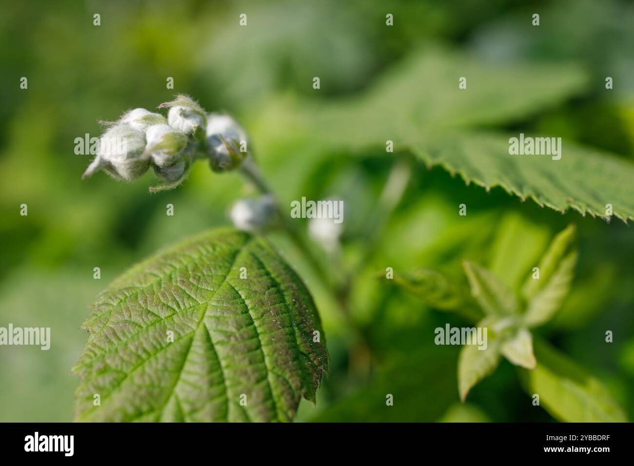 A close-up of a raspberry plant with detailed green leaves and small ...