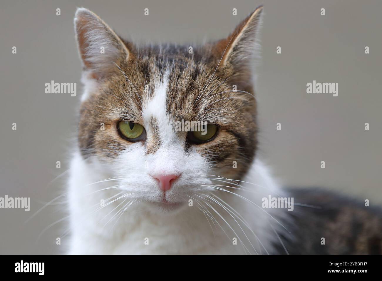 London, UK, 15 October 2024. Larry the Cat, Chief Mouser at Downing ...