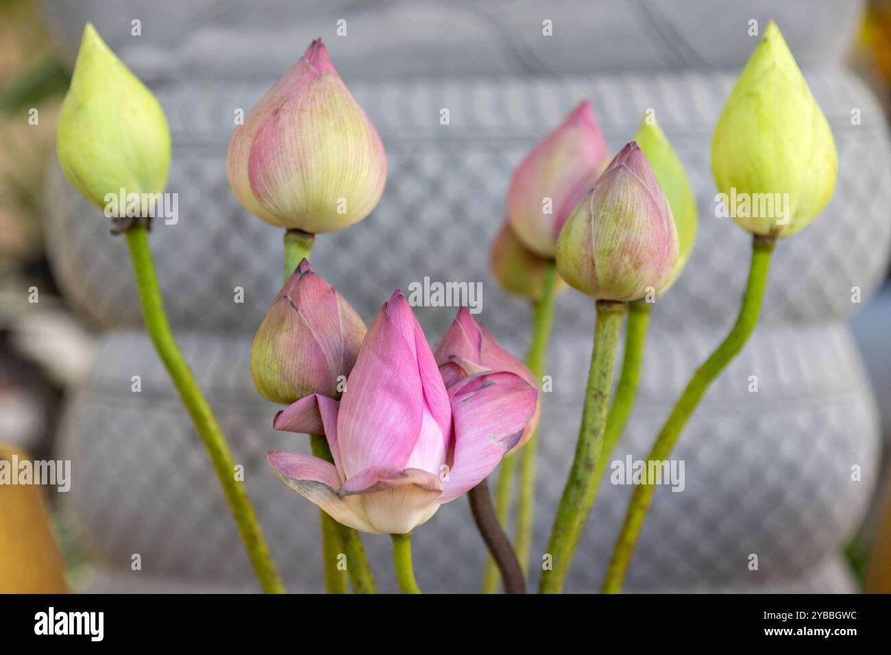 Lotus flowers for offering, Wat Langka, Phnom Penh, Cambodia Stock ...