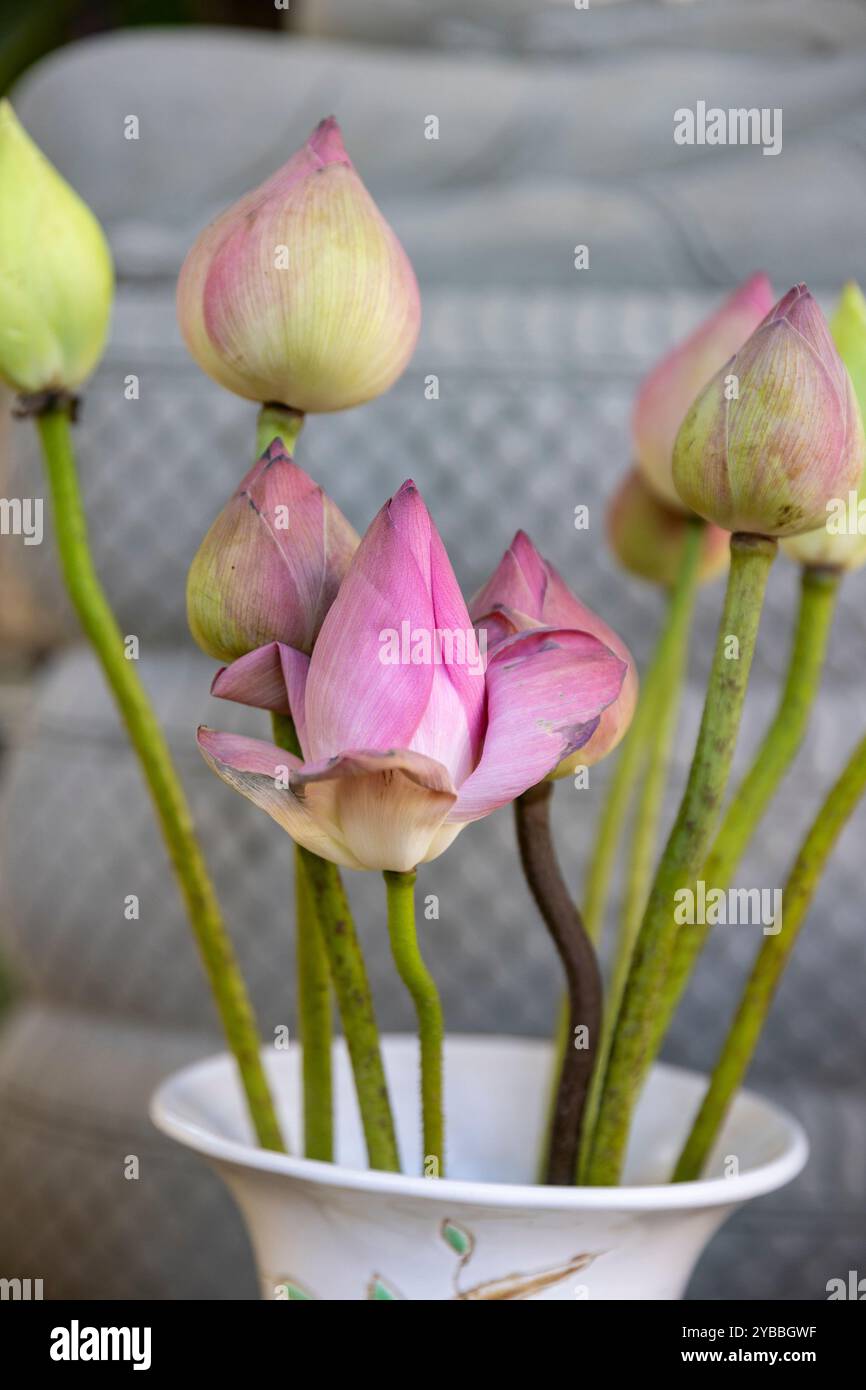 Lotus flowers for offering, Wat Langka, Phnom Penh, Cambodia Stock ...