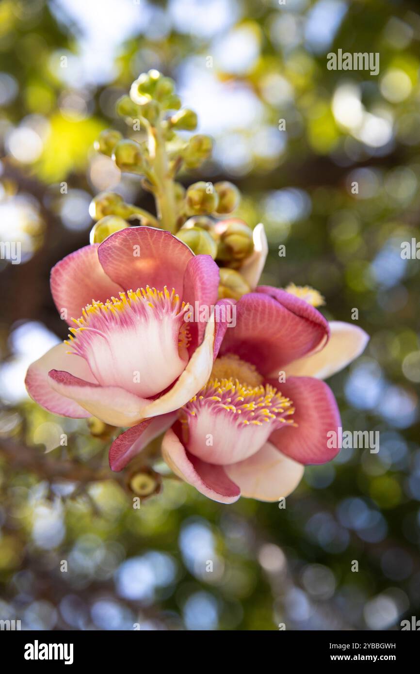 Flowers of Couroupita guianensis (cannonball tree), Phnom Penh ...