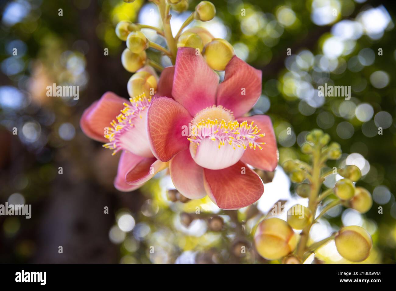 Flowers of Couroupita guianensis (cannonball tree), Phnom Penh ...