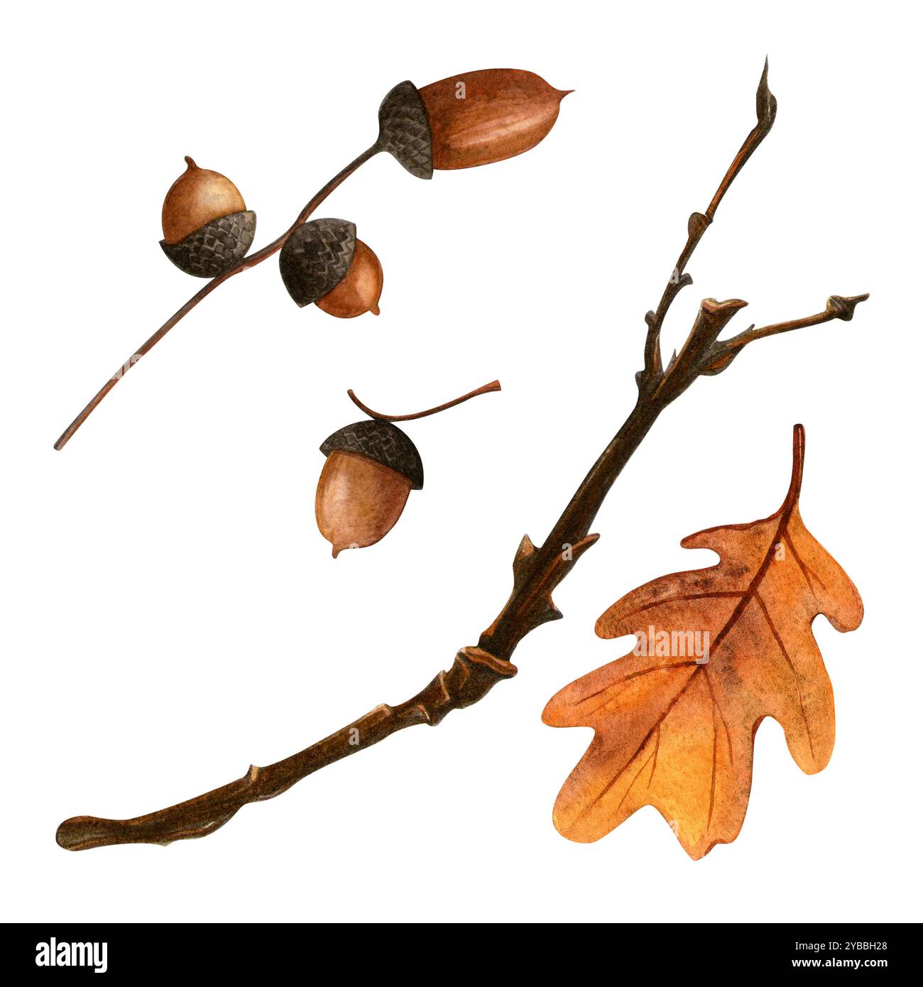 Oak leaf and acorns set. Autumn botanical watercolor illustration ...