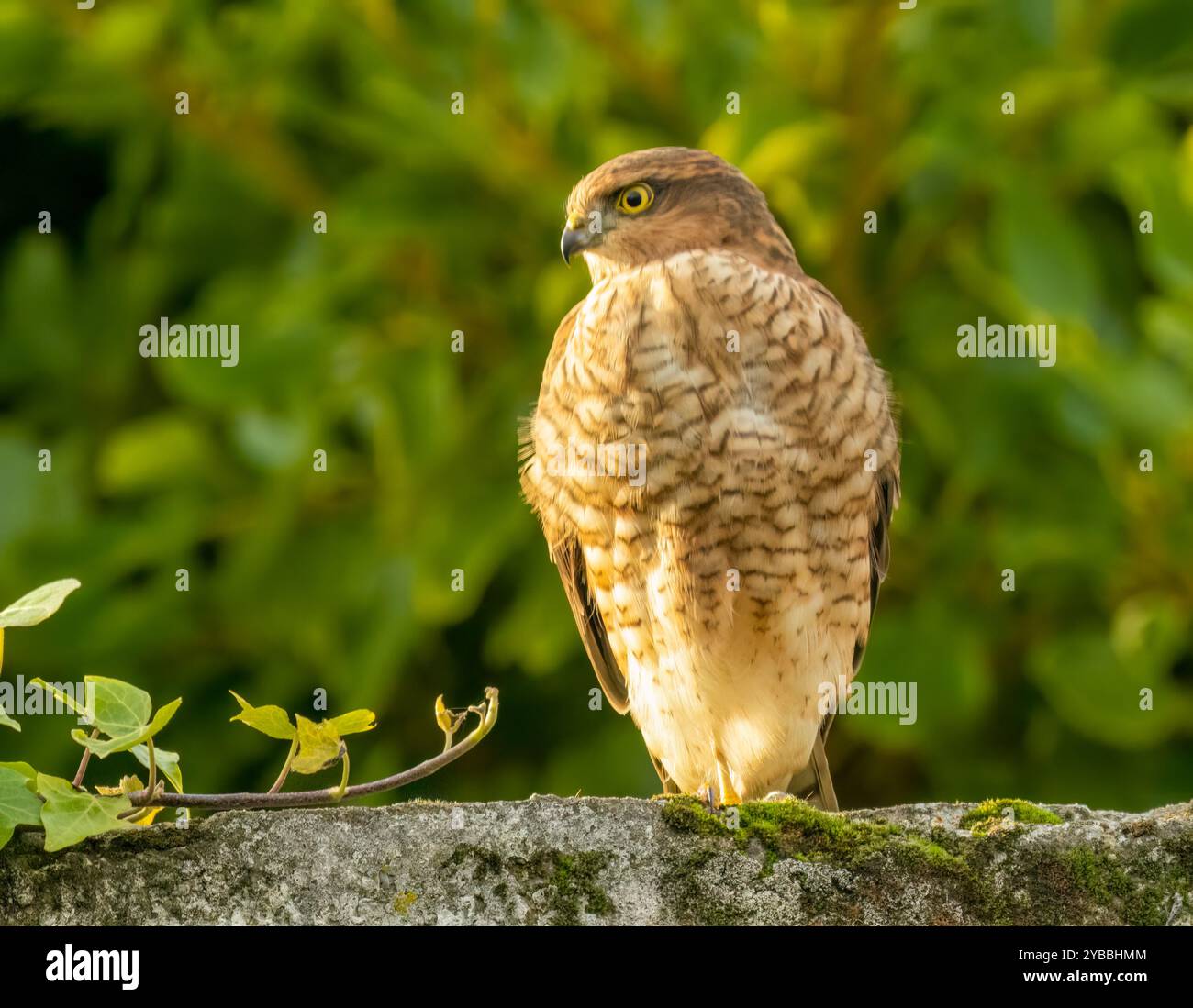 Female sparrow hawk standing hi-res stock photography and images - Alamy