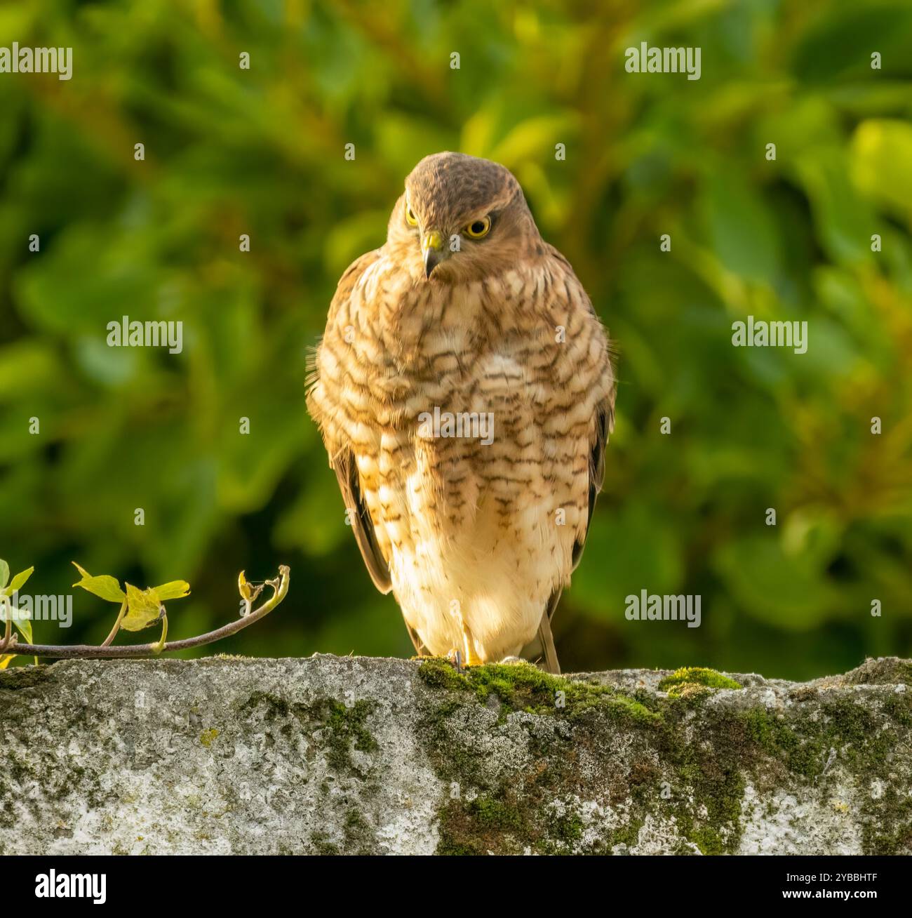 Female sparrow hawk standing hi-res stock photography and images - Alamy