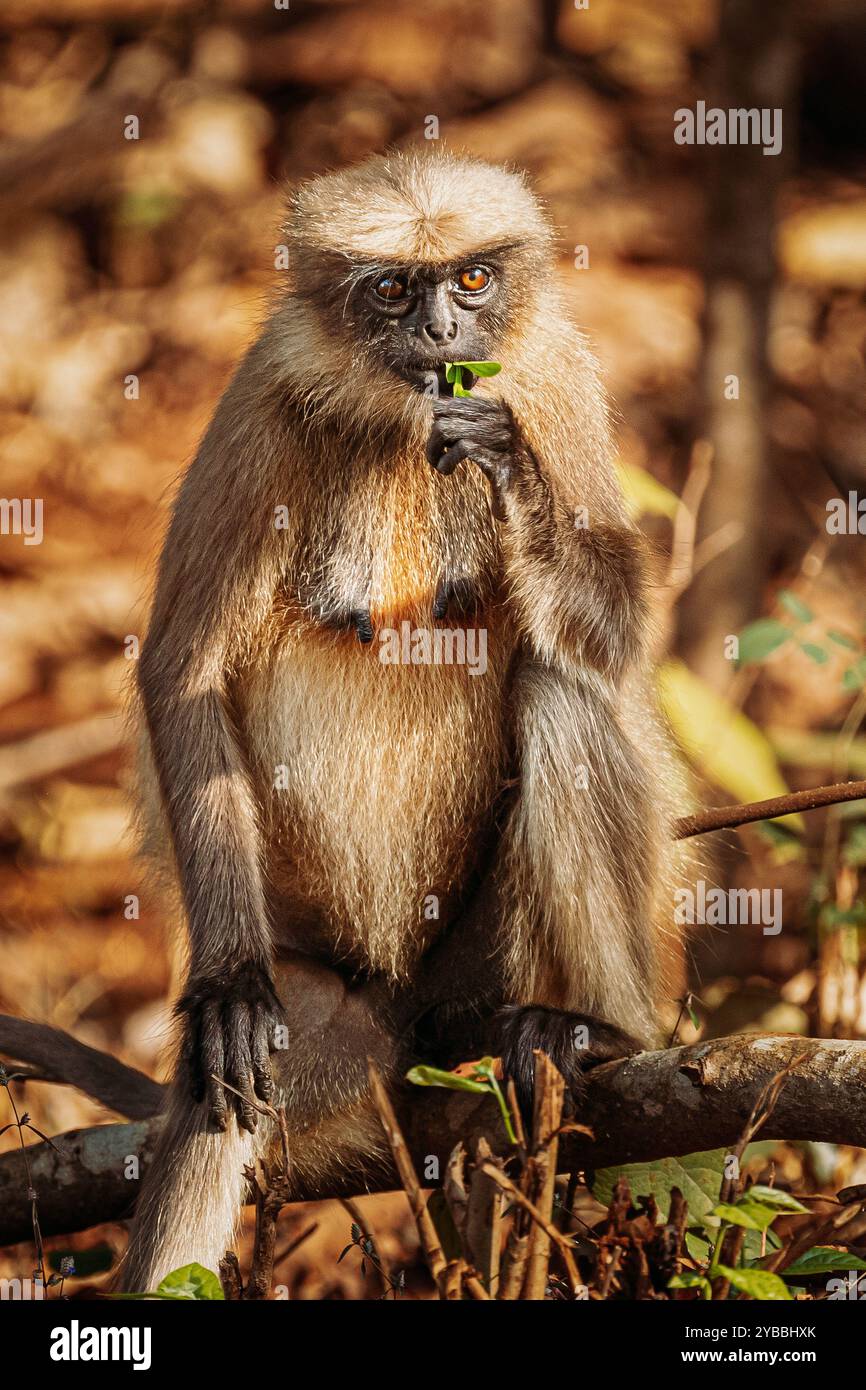 Goa, India. Gray Langur Monkey Eats Fresh Leaves Sitting On A Branch On ...