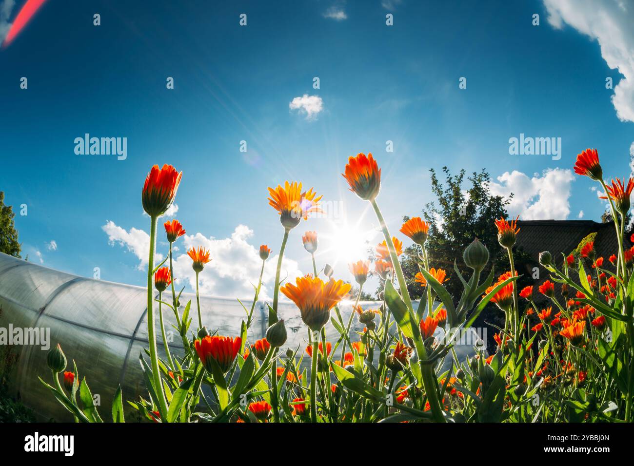 Orange Flowers Of Calendula Officinalis. Medicinal Plant. Sunshine ...