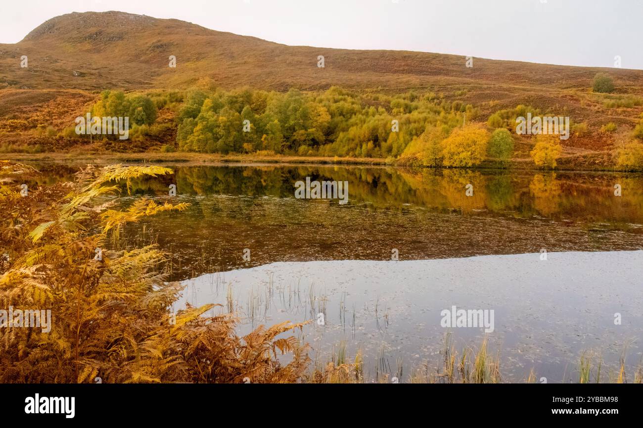 Small scottish loch surrounding by trees with beautiful reflection and ...