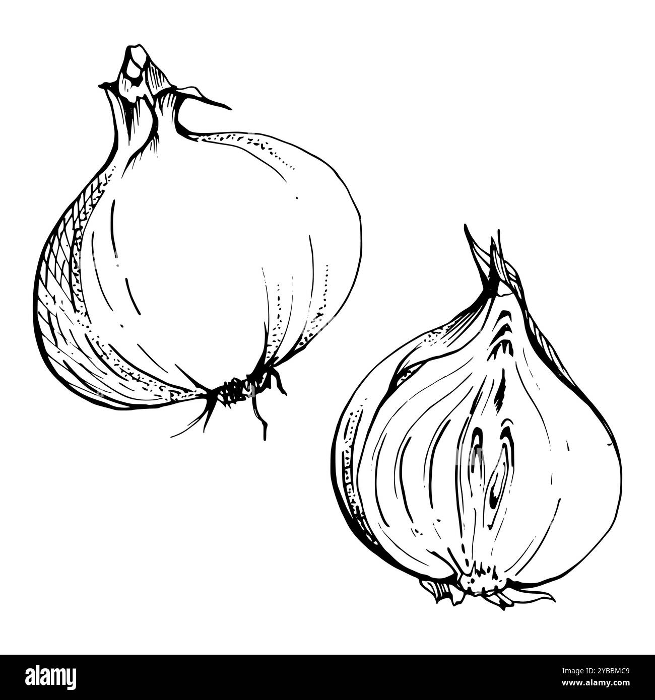 Onion head vegetable salad ingredient, vegan vegetarian healthy food ...