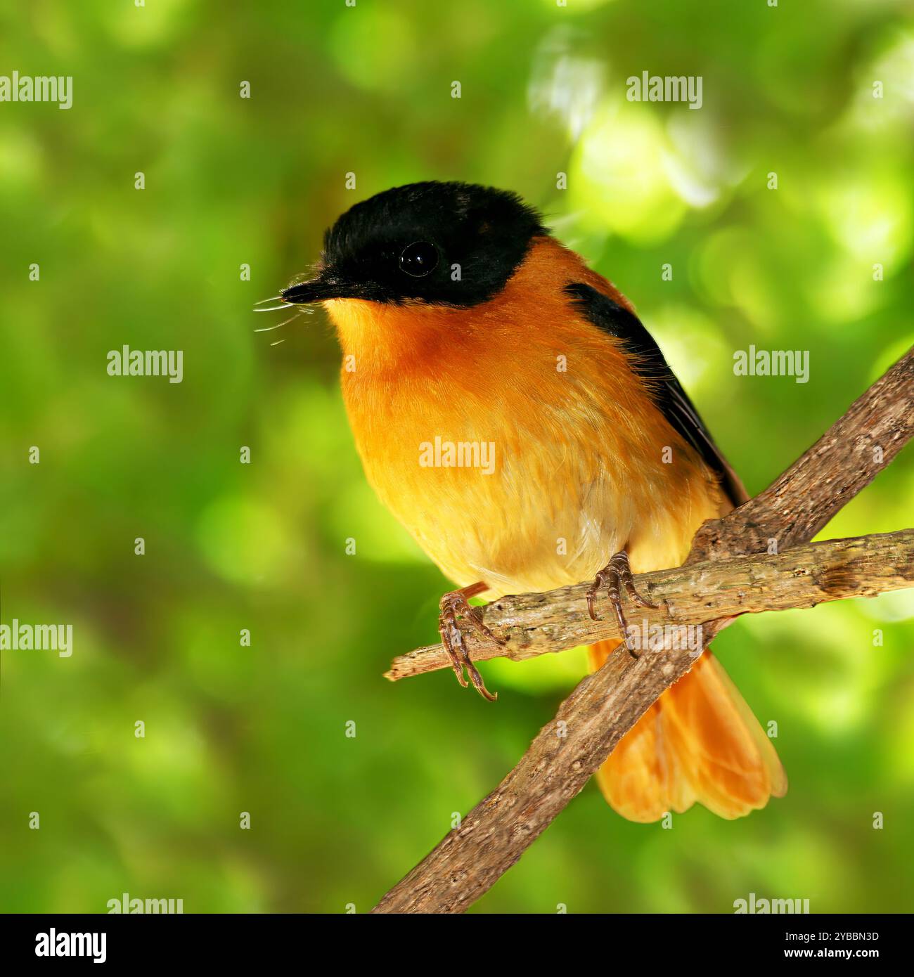 Black and Orange Flycatcher, Ficedula Nigrorufa,Male, Ooty, Tamil Nadu ...