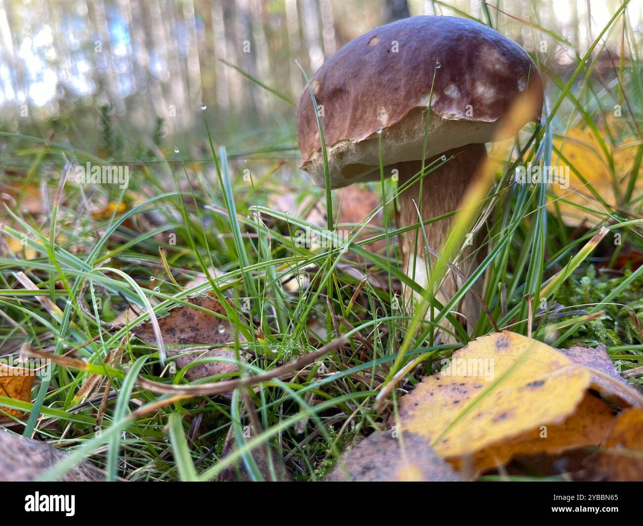 Edible mushrooms autumn Stock Photo - Alamy