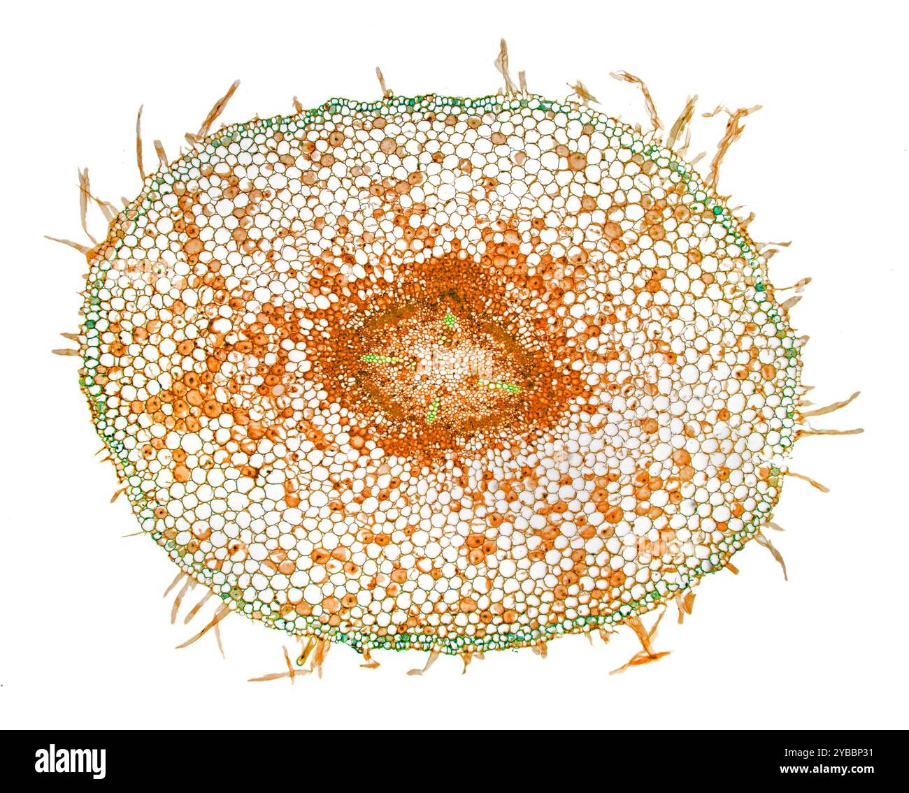 Vicia faba, young root hairs, TS. brightfield photomicrograph Stock ...