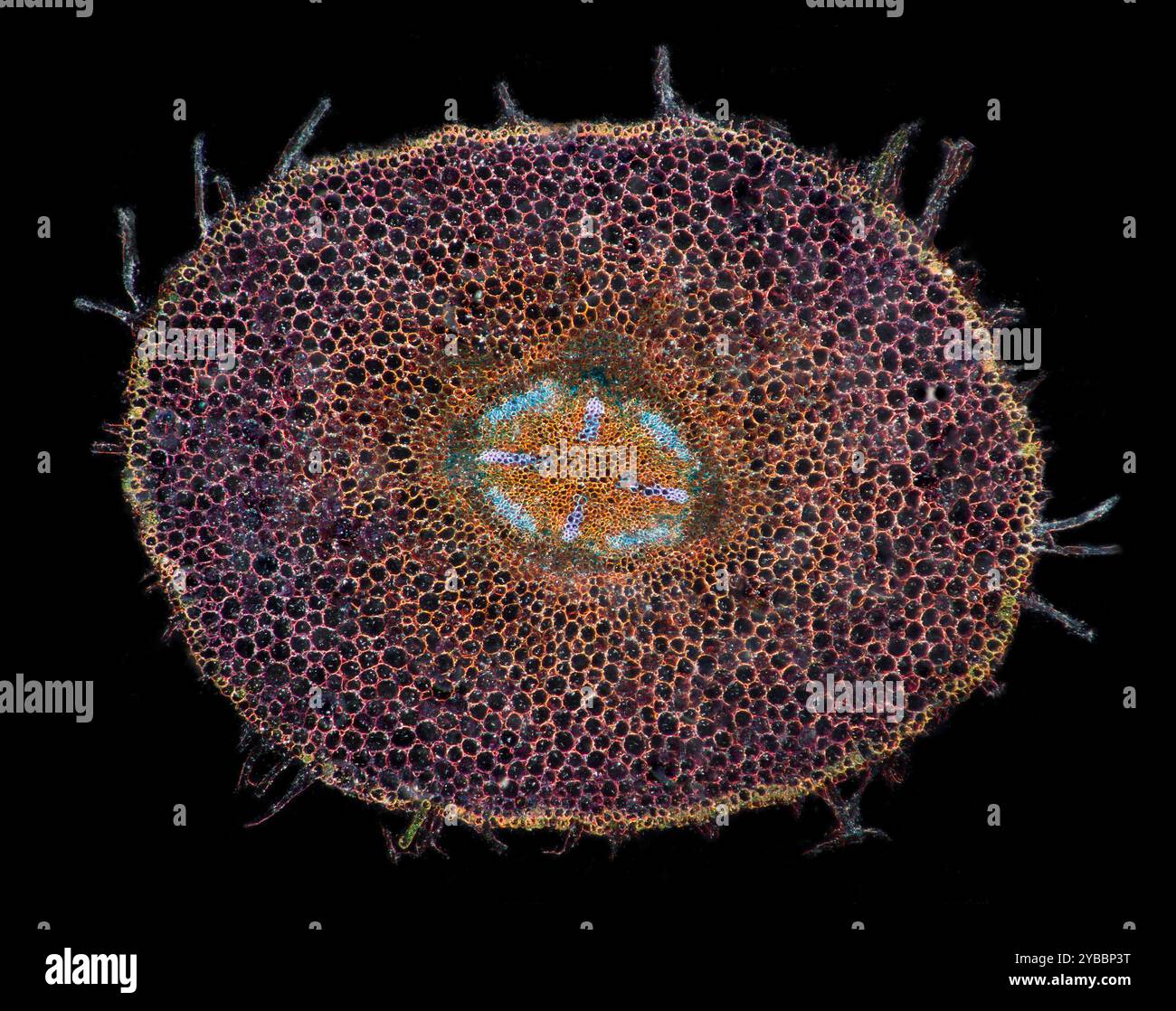 Vicia faba, young root hairs, TS. darkfield photomicrograph Stock Photo ...