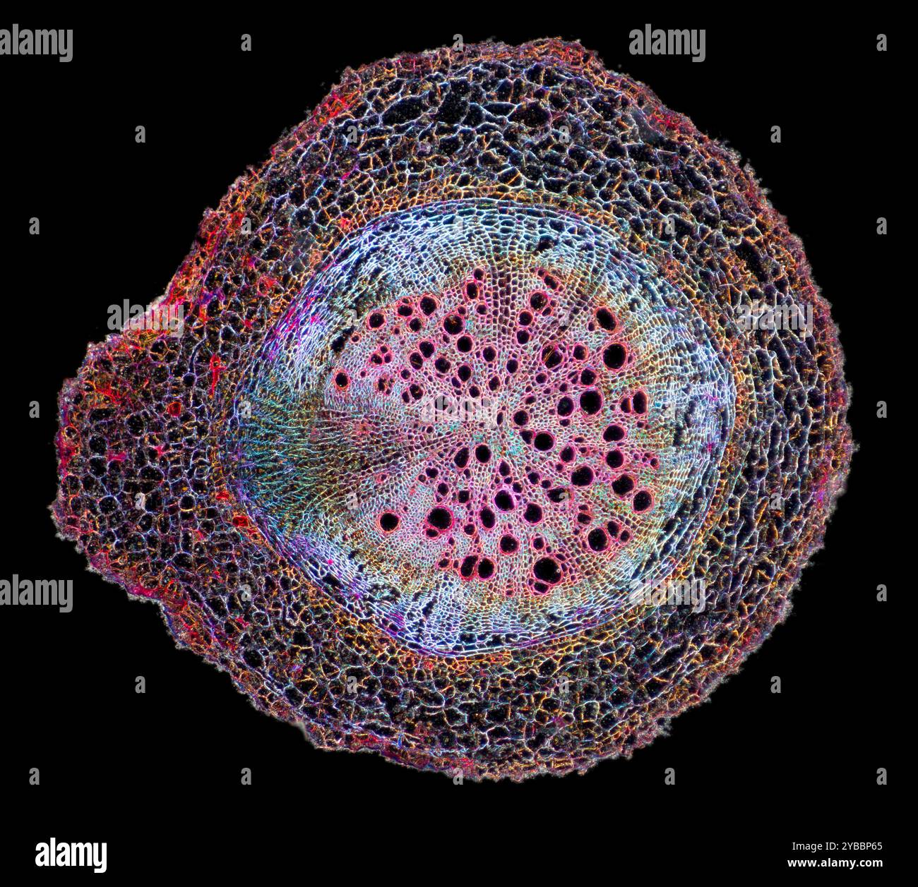 Helianthus sp, old root, TS. darkfield photomicrograph Stock Photo - Alamy