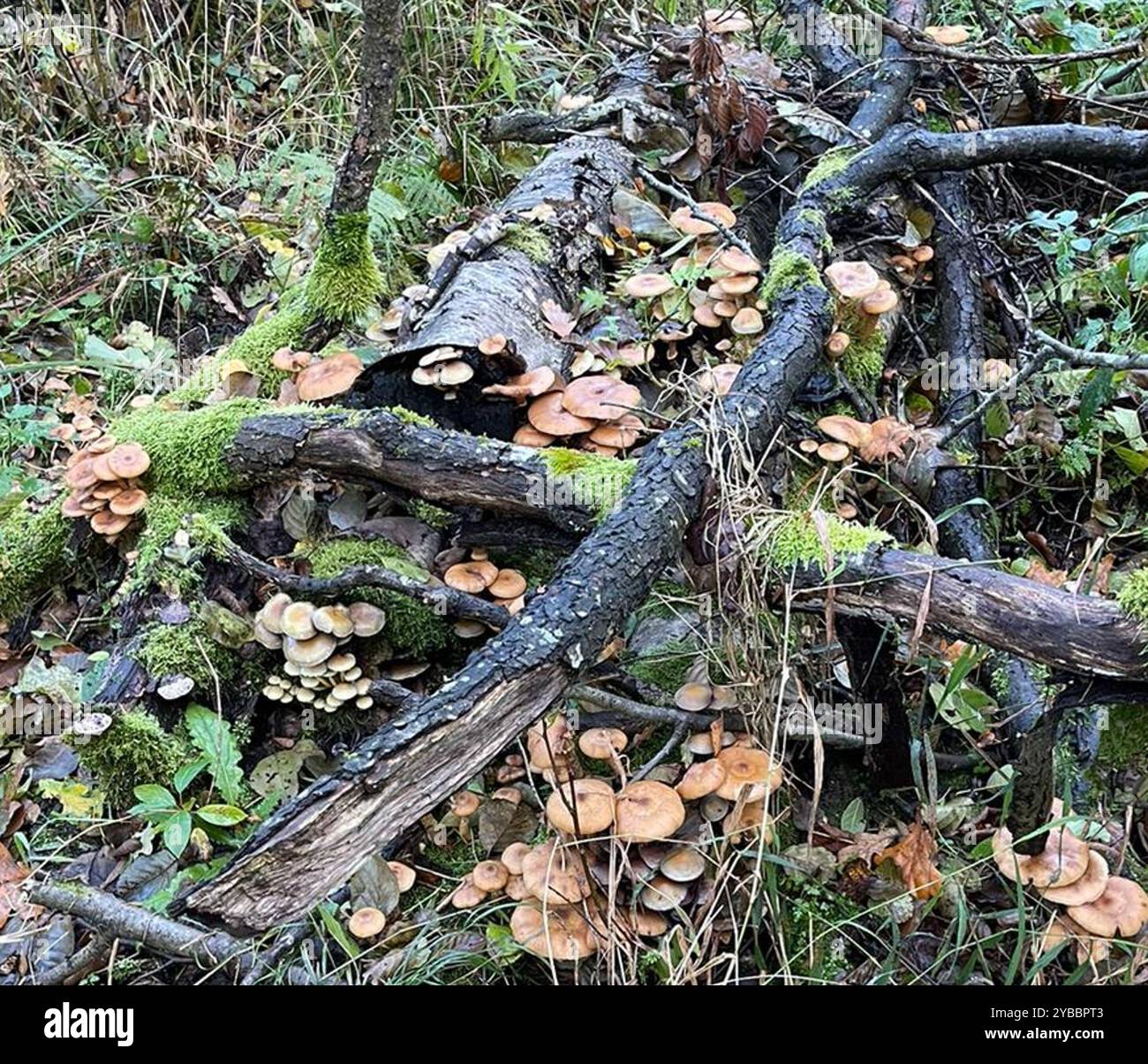 Edible mushrooms autumn Stock Photo - Alamy