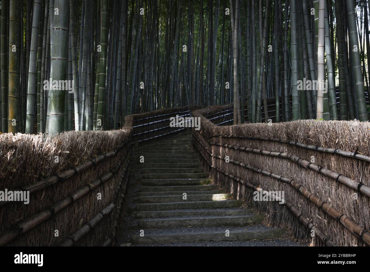 bambu forest in kyoto´s temple Stock Photo - Alamy