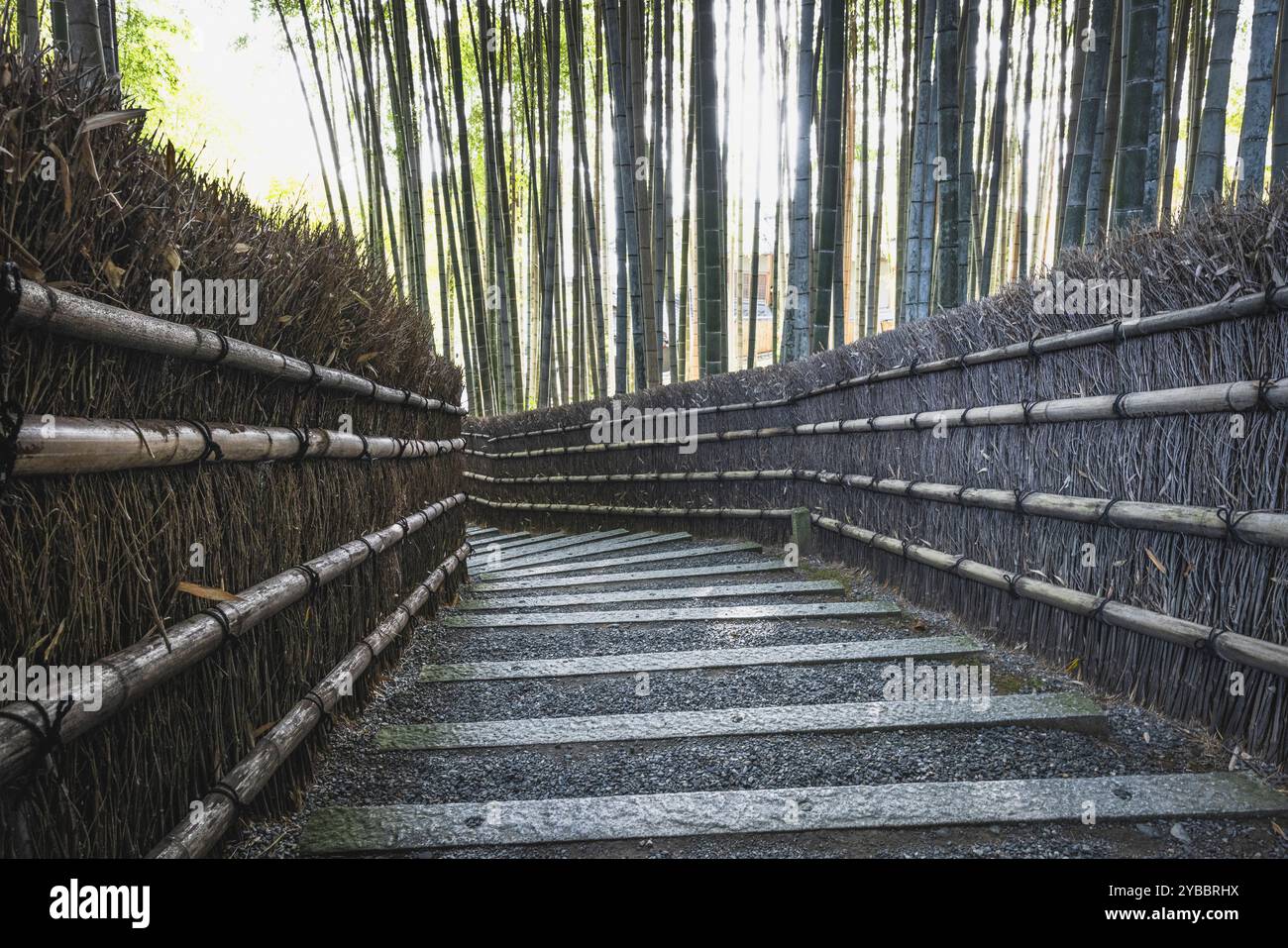 bambu forest in kyoto´s temple Stock Photo - Alamy