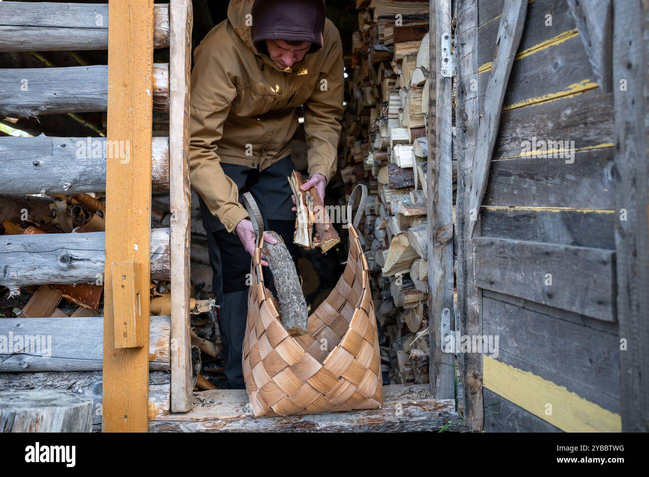Man piling dry split firewood to basket Stock Photo - Alamy